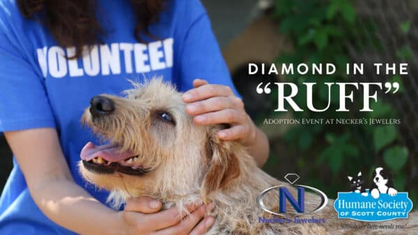 "Diamond in the RUFF" Adoption Event x Humane Society of Scott County ...
